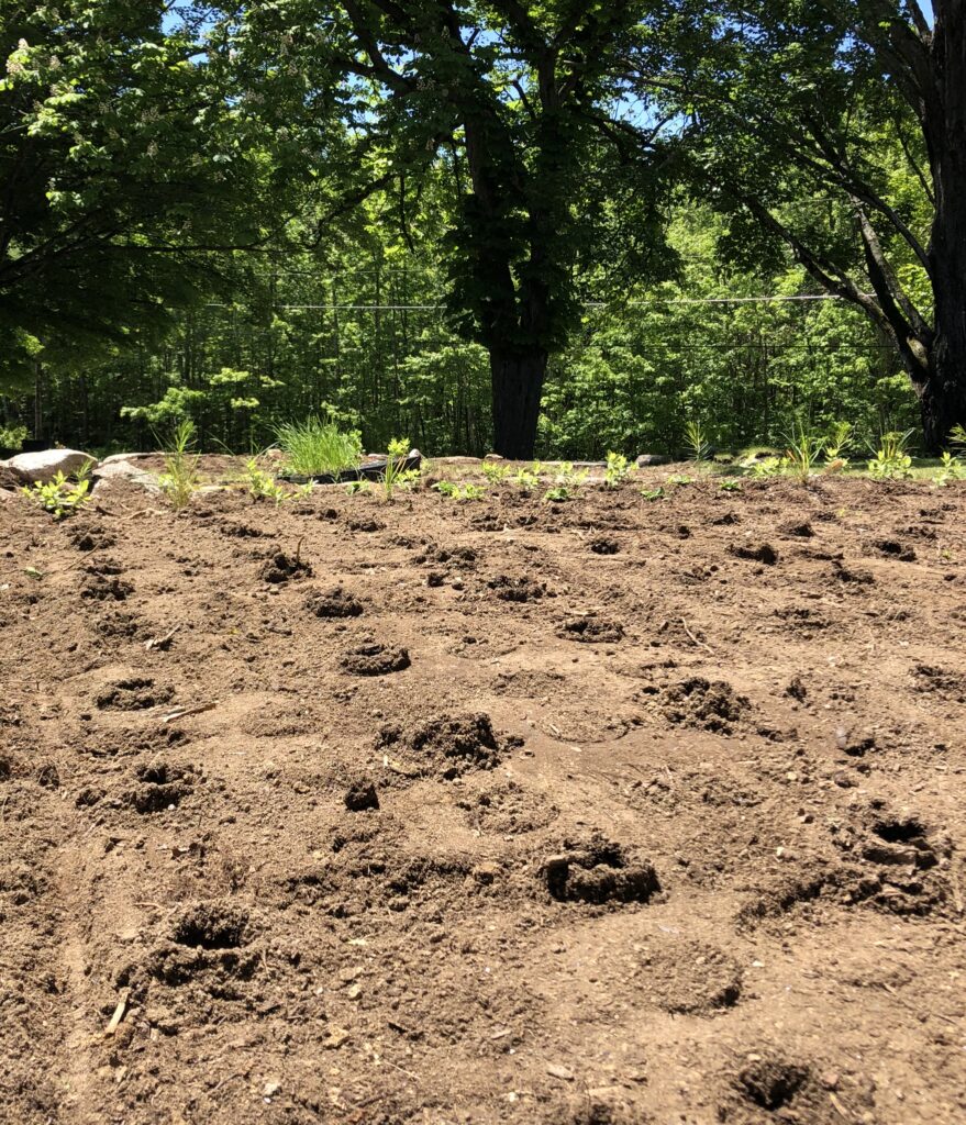 Matrix Planting: A sustainable approach to beautiful plantings